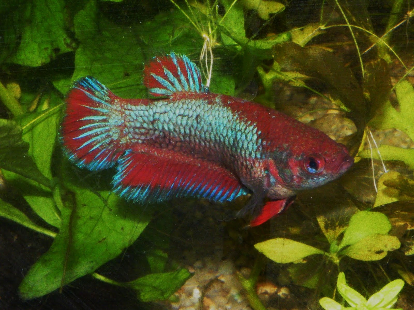 Ocean Aquarium: halfmoon female betta