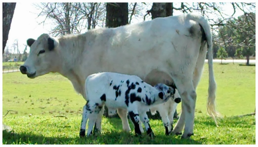 Generalidades de la Ganadería Bovina.: Raza Blanco Orejinegro