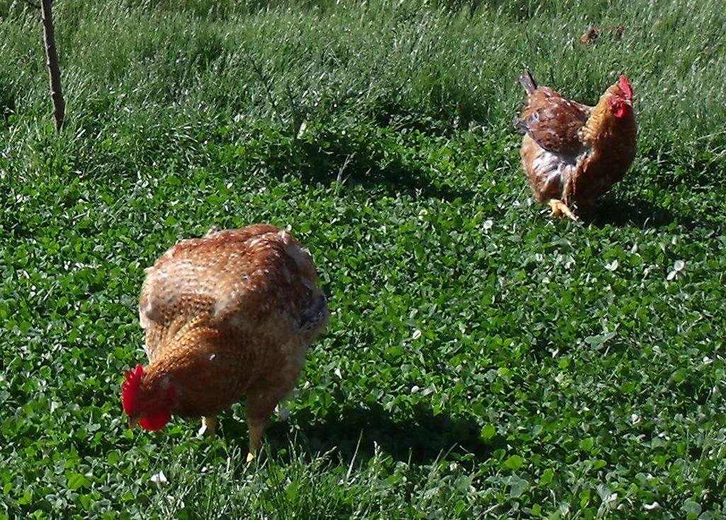 Pollos de Corral Ecológicos de Palencia en La Posada de Campos, de ...