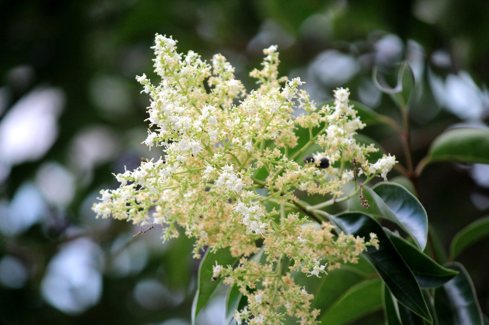 Uma flor por dia: Ligustro