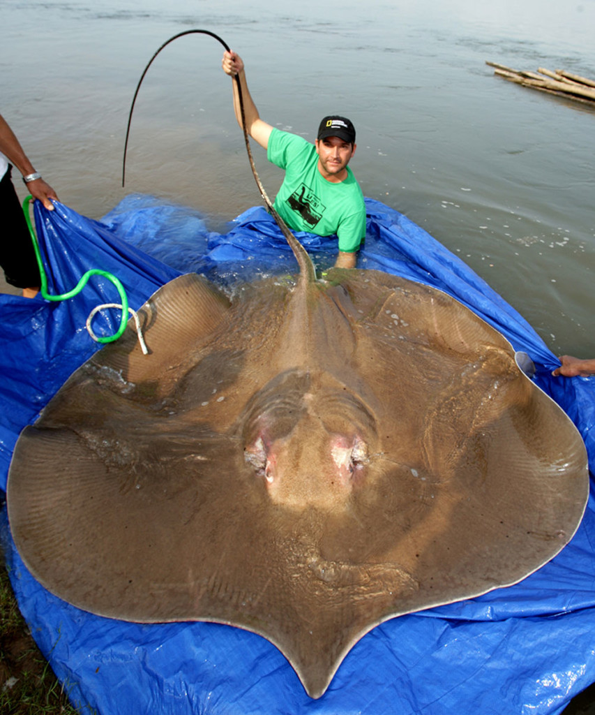 Life On Earth : Short-Tailed River Stingray..