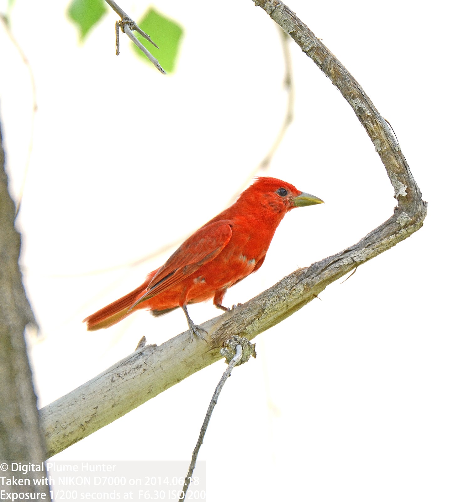 Hunting Digital Plumes in the US and Beyond: Rio Grande Village ...