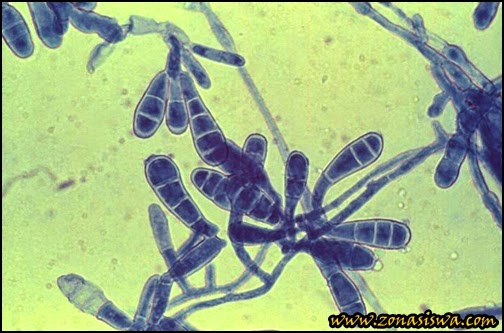 Biologi MyLife: Peranan Jamur dalam Kehidupan