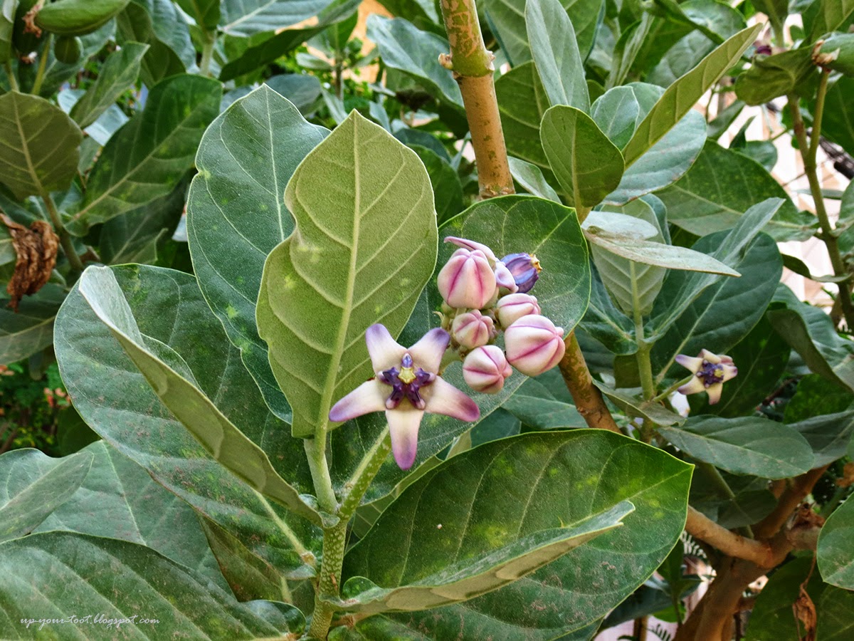 Calotropis gigantea - The Giant Milkweed - Half a pound of treacle