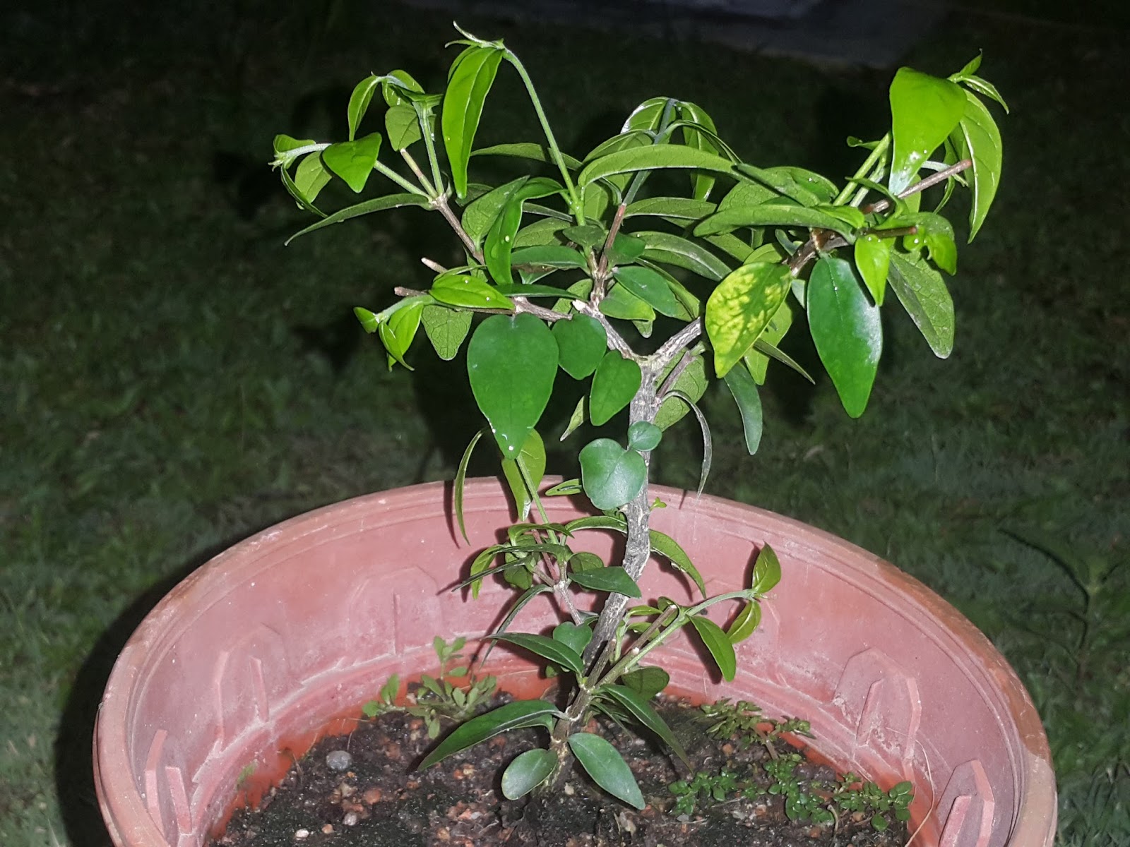 blog of amir rofie: Bonsai: Anak-anak pokok Santalia (Sep 2017)