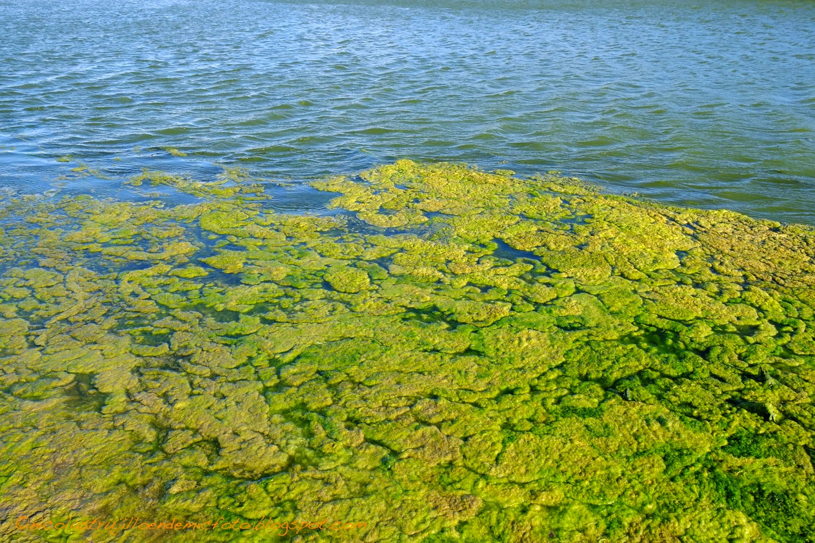 Nicolas Trujillo (Endemic-foto): OBSERVACIONES EN LA CHARCA: Ecosistema ...