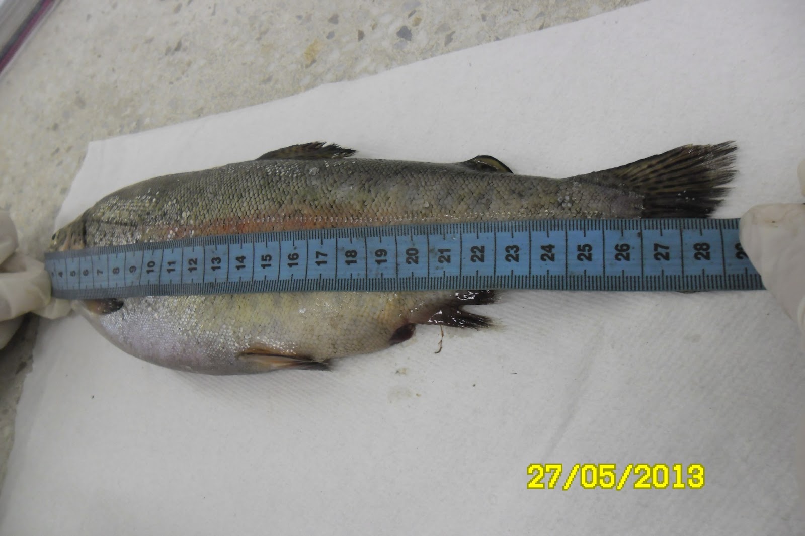 ZOOLOGÍA Y FISIOLOGÍA ANIMAL: Laboratorio de peces