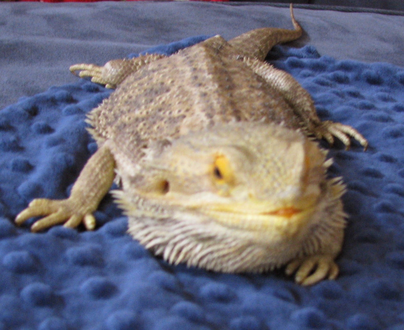 Sarah's Bearded Dragon Rescue: Toothless, rescue number 44