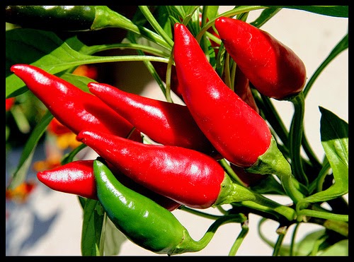 CÁPSICO. ~ BottegaVerde Córdoba