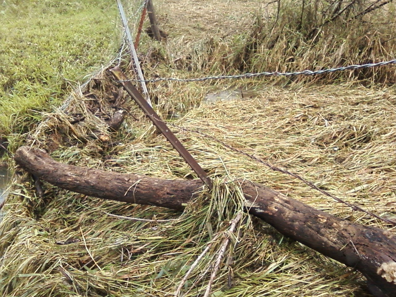 Pine View Angus Farms