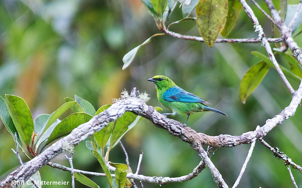 Brazilian Birds: Thraupidae (parte 7)