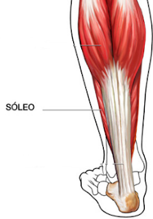 Los músculos que desconocías - Puerto Rico Loves Biology