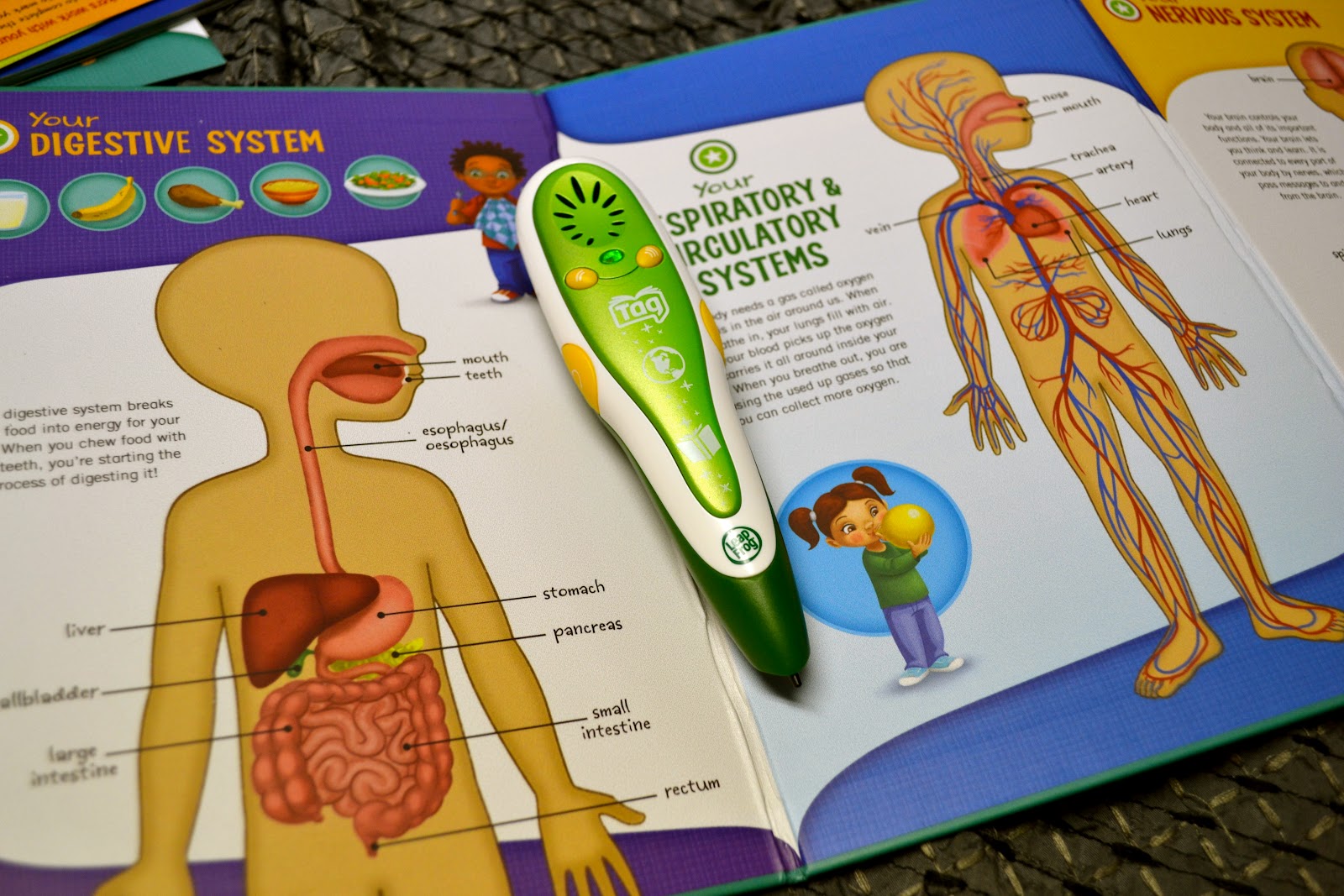 My Daughter Is Getting Older ~ Teaching About the Human Body with Tag ...