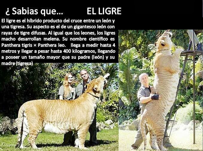 El ligre