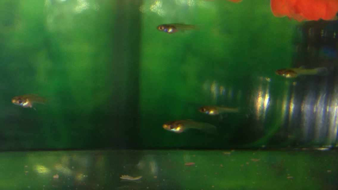 Guppy Breeding Project