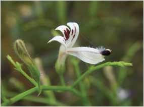 KAMPUS FARMASI: ANDROGRAPHIS PANICULATA Ness
