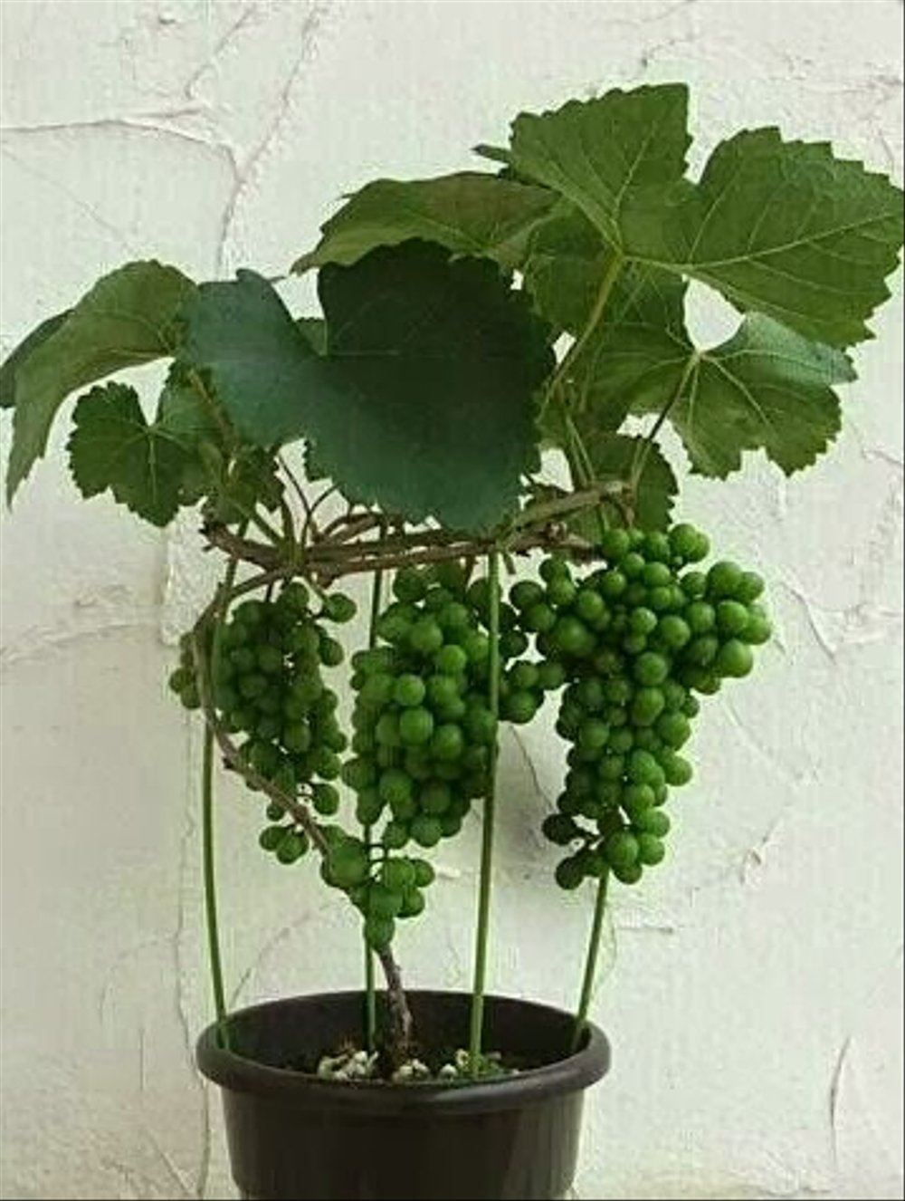 Cara Mudah Merawat Anggur Dalam Pot - Malingping Pos