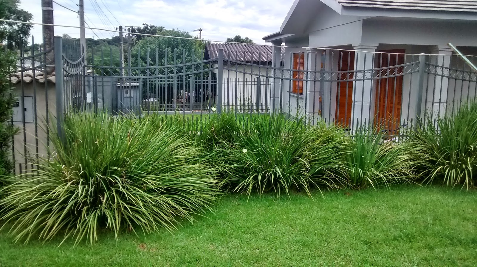 RURAL ATUAL: Moréia - Planta para jardim