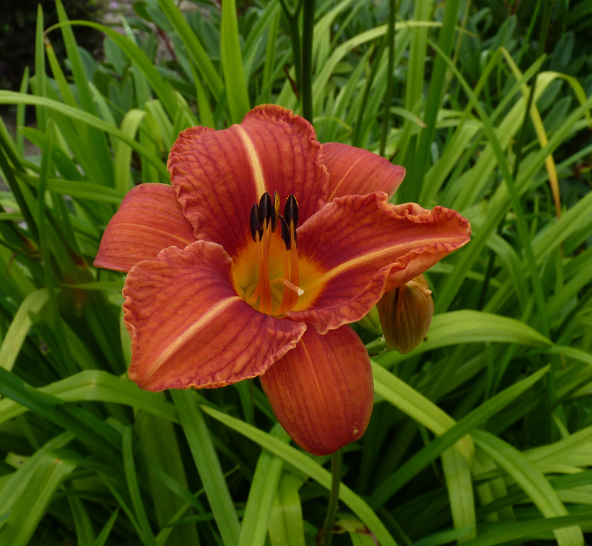 Høneballehaven på Samsø og Hellerupvej på Fyn: Dagliljer/hemerocallis