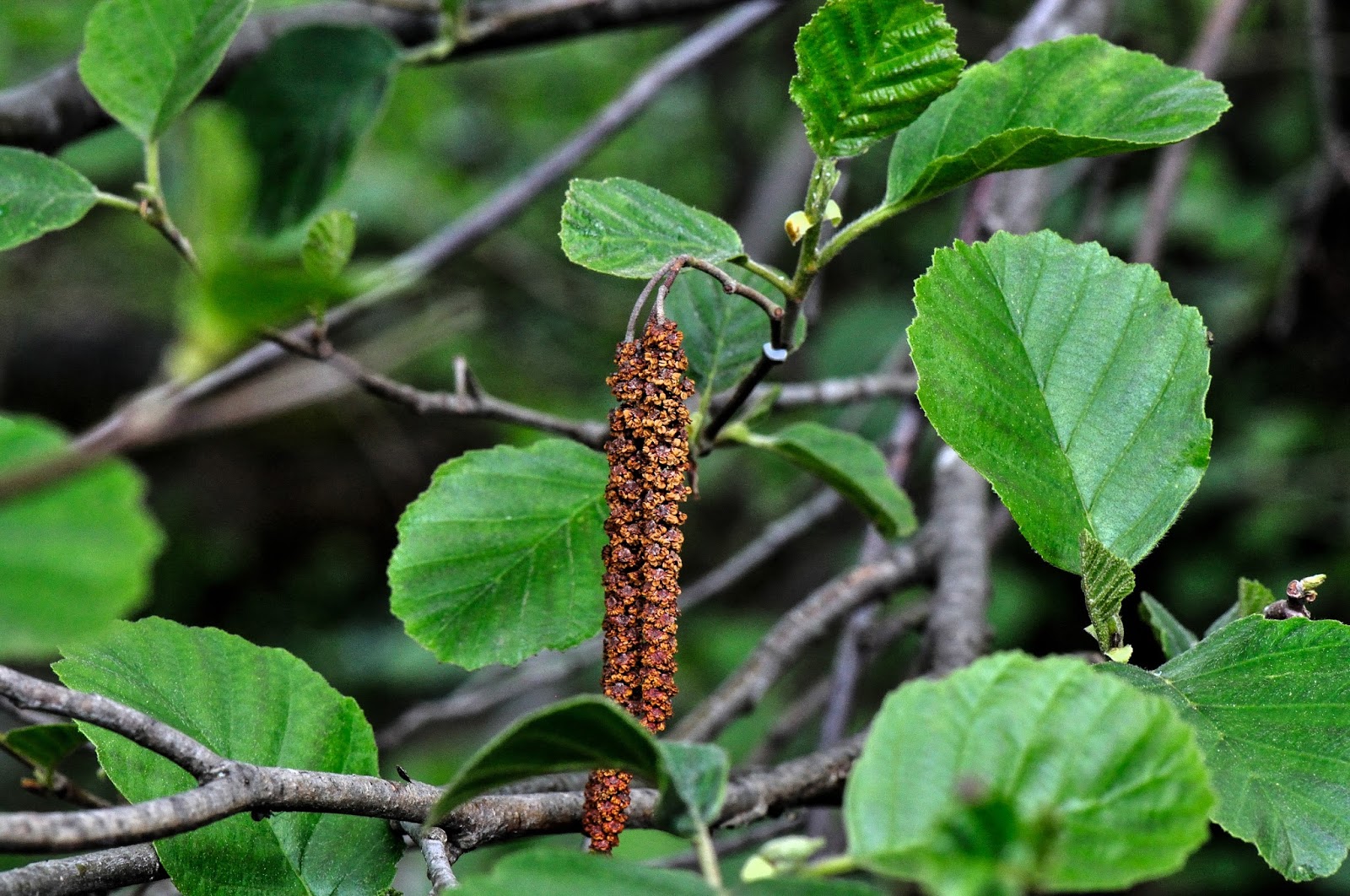 Desde Alájar: Alisos