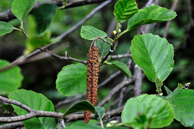Desde Alájar: Alisos