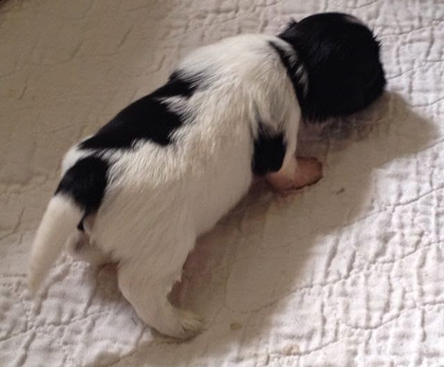 Havanese Puppies at 2 1/2 Weeks Old - Carneys Havanese Haven