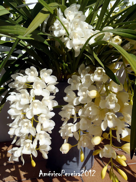 Orquídeas soltas: Cymbidium Sarah Jean 'Ice Cascade'