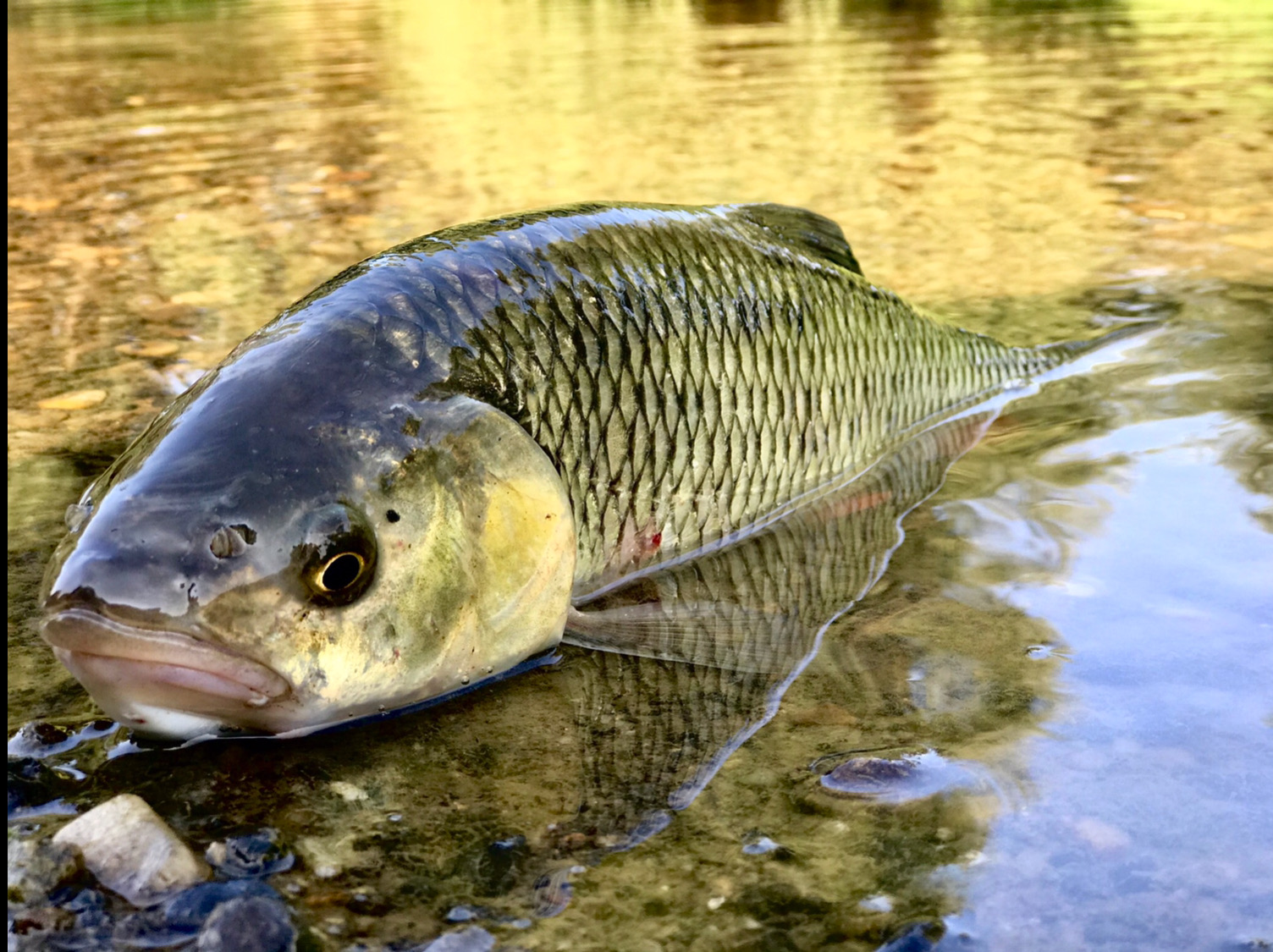 Dunai Halak Nyomában: augusztus 2018