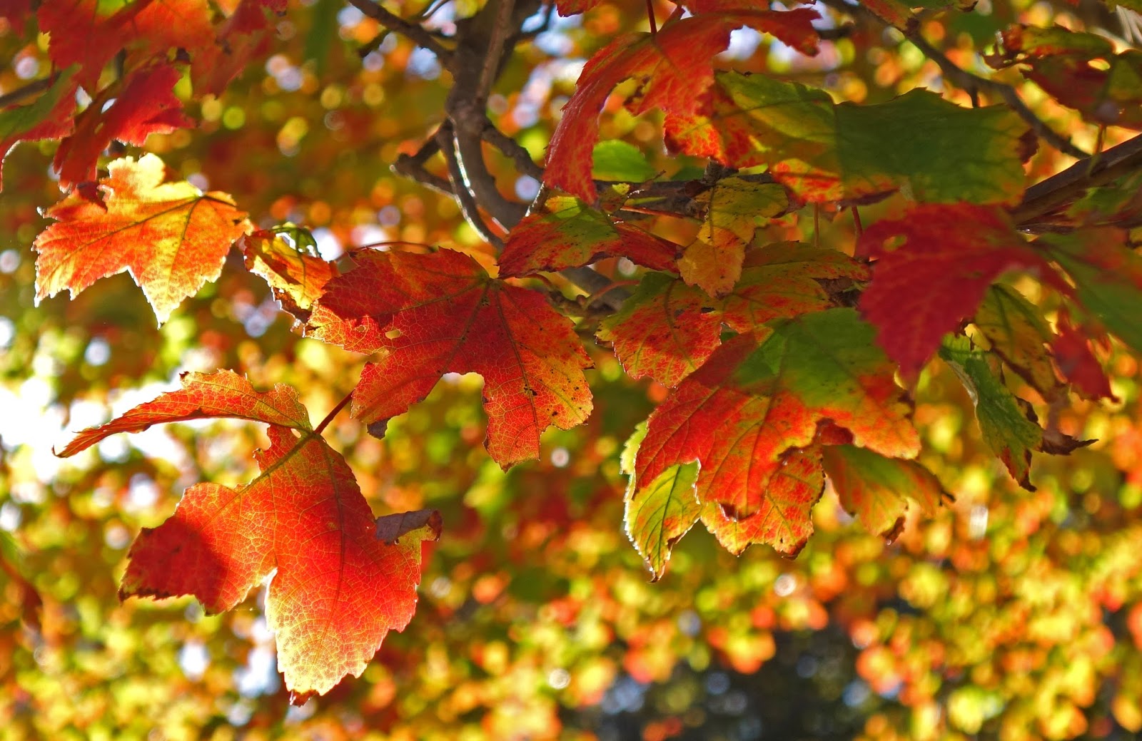 Joe's Retirement Blog: Rabbit Pond Revisited, Manomet, Plymouth ...