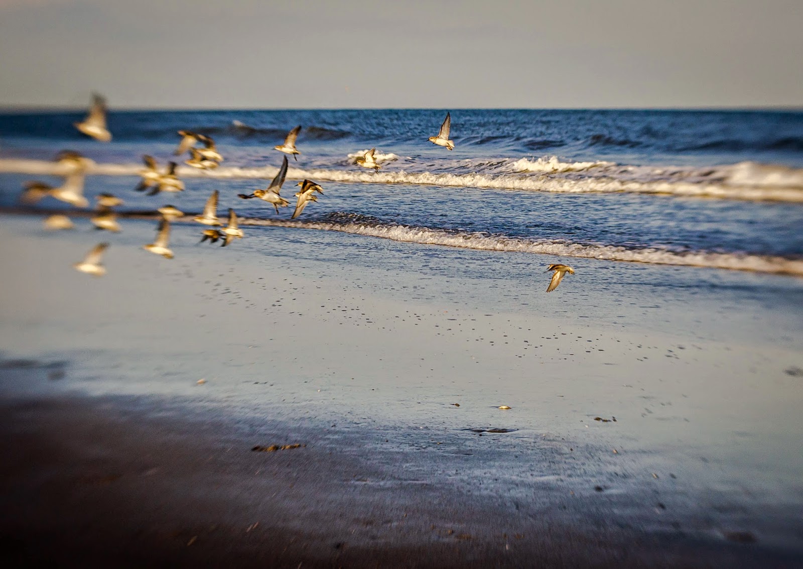 St. Francis Prayer to Birds - "Little Sisters" - Totus Tuus Family ...