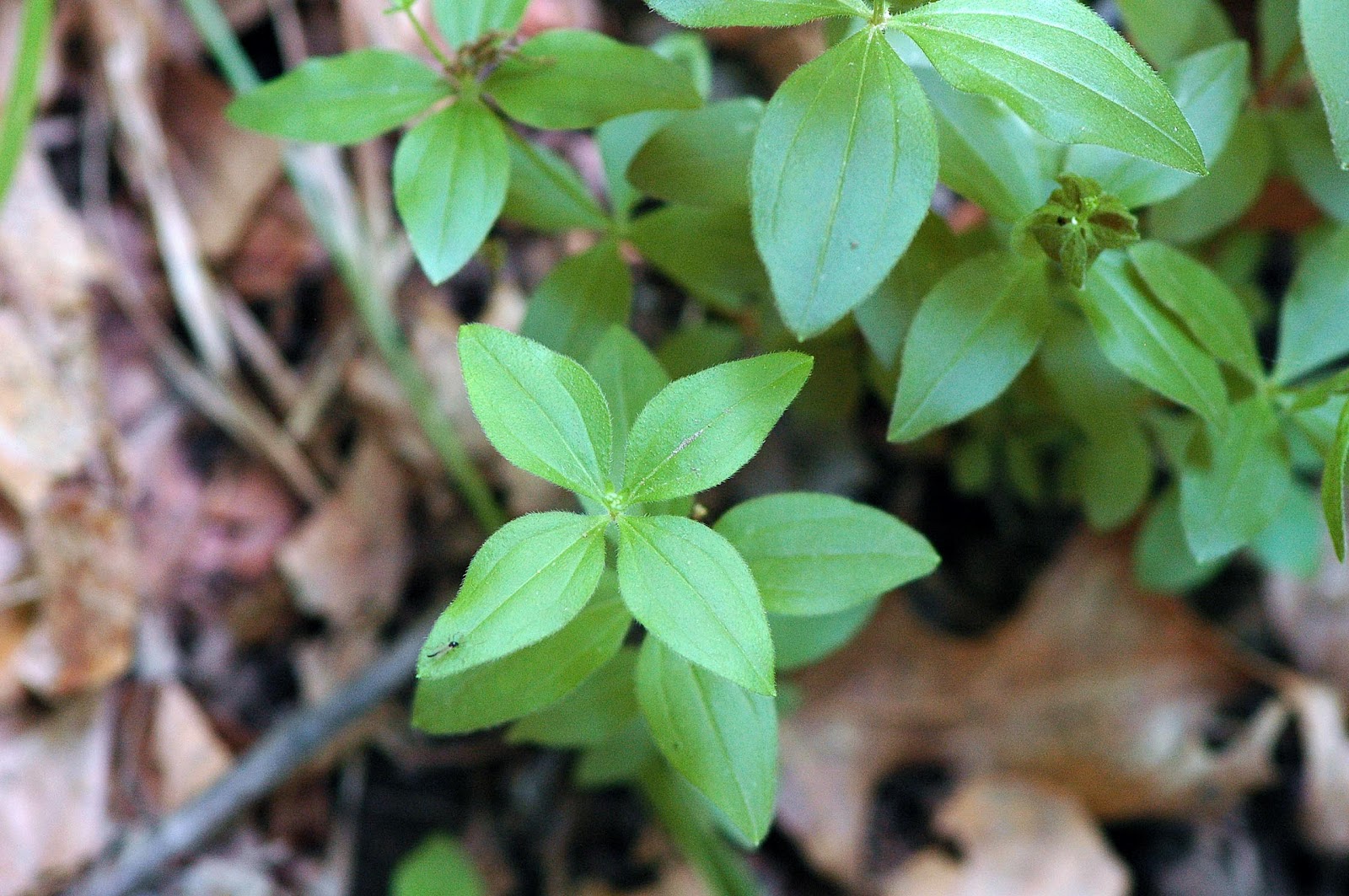 Field Biology in Southeastern Ohio: Hiking Hocking County