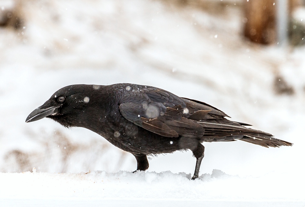 Bitstop: Crows in the Snow