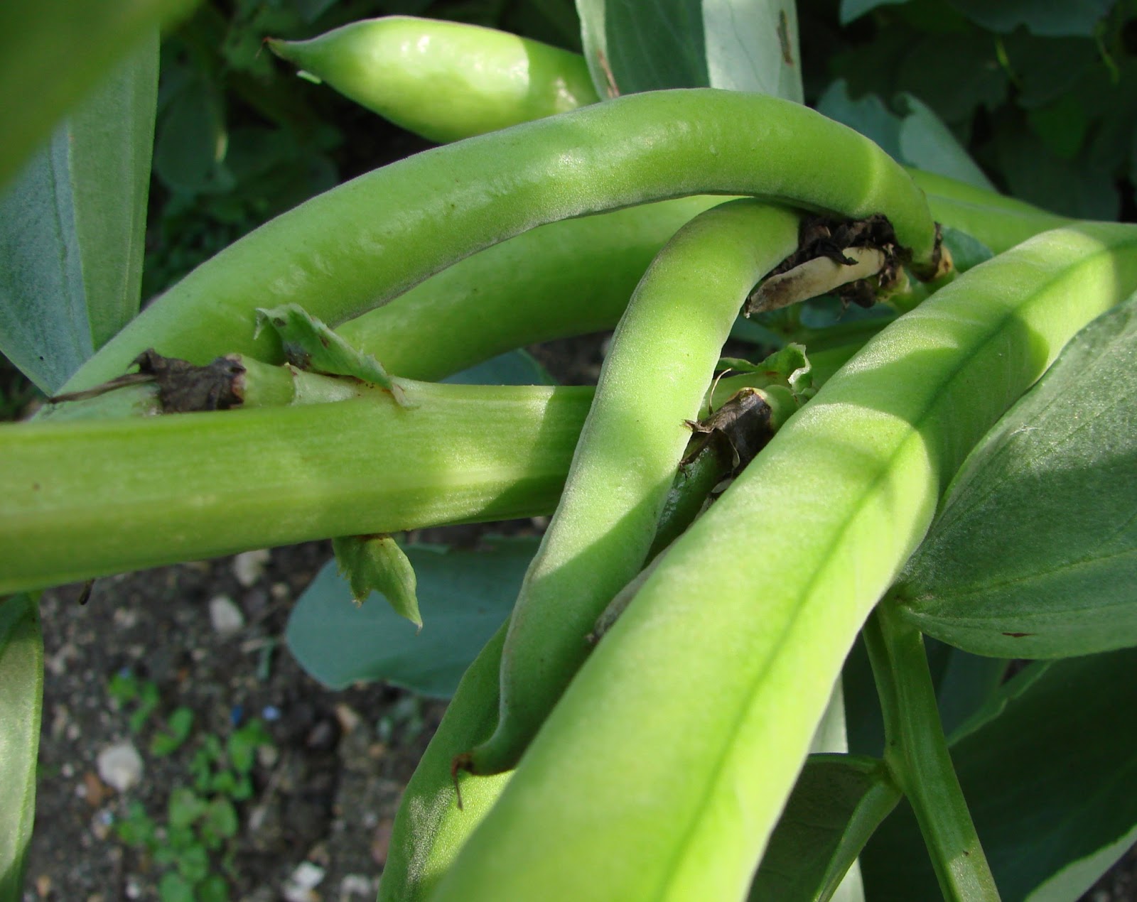 Au jardin d'Aurore: La Fève