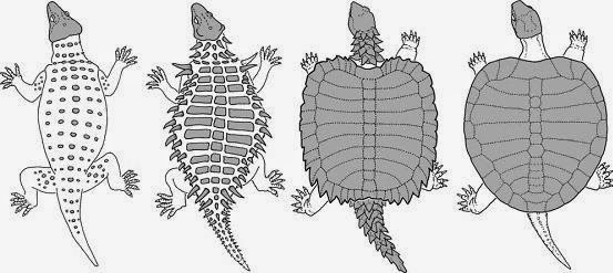 La evolución de las especies.: La evolución de las tortugas