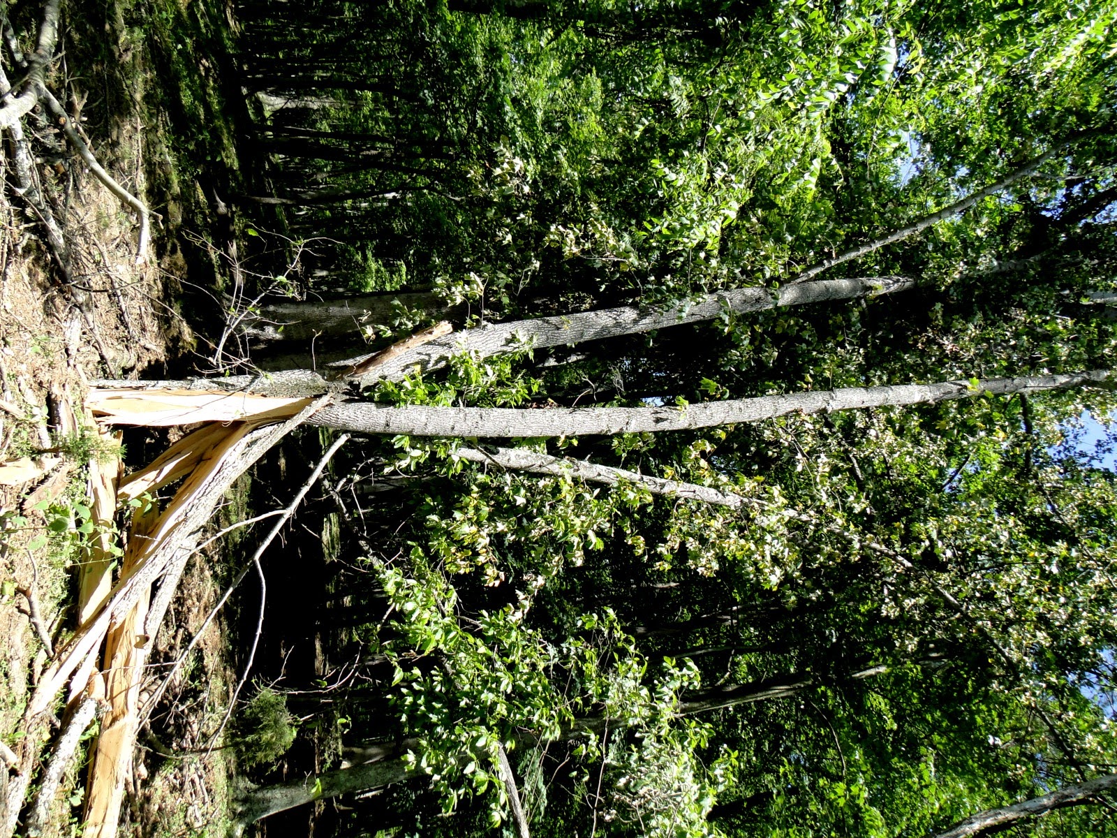 Appalachian Journal : Exploding Tree