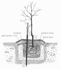 VRT & RASTLINE: SADNO DREVJE - JABLANA