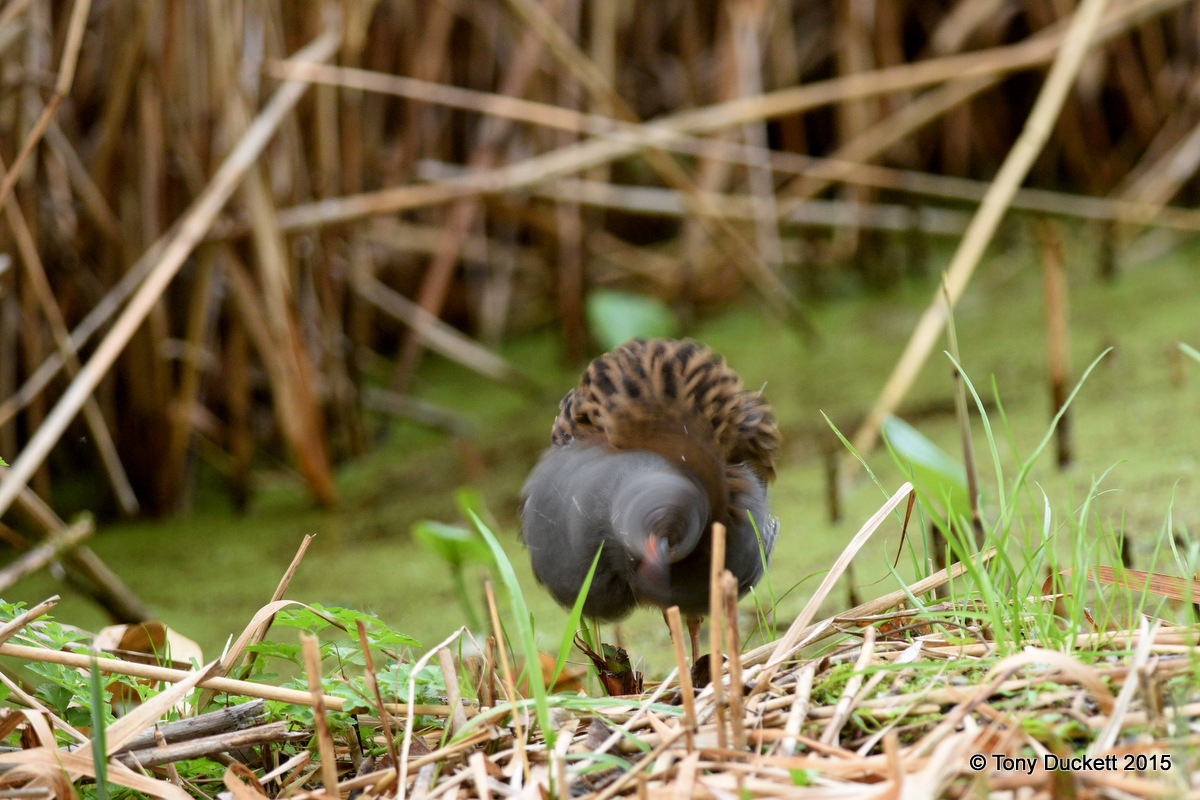 Regent's Park Birds: Water Rail showing well