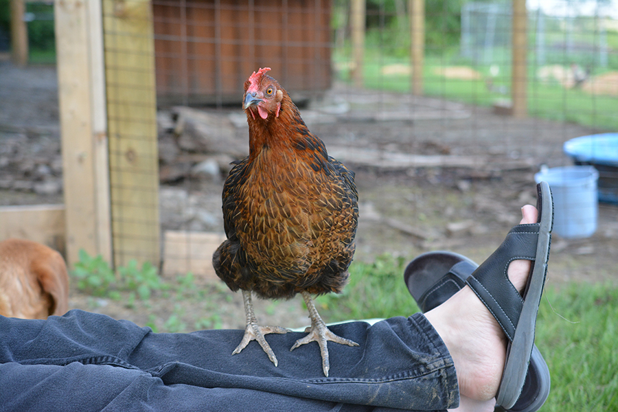 Knatolee's World: Lap chickens and other wonders