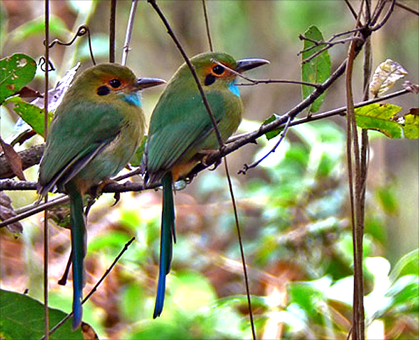 Bellas Aves de El Salvador: Aspatha gularis (momoto garganta azul ...