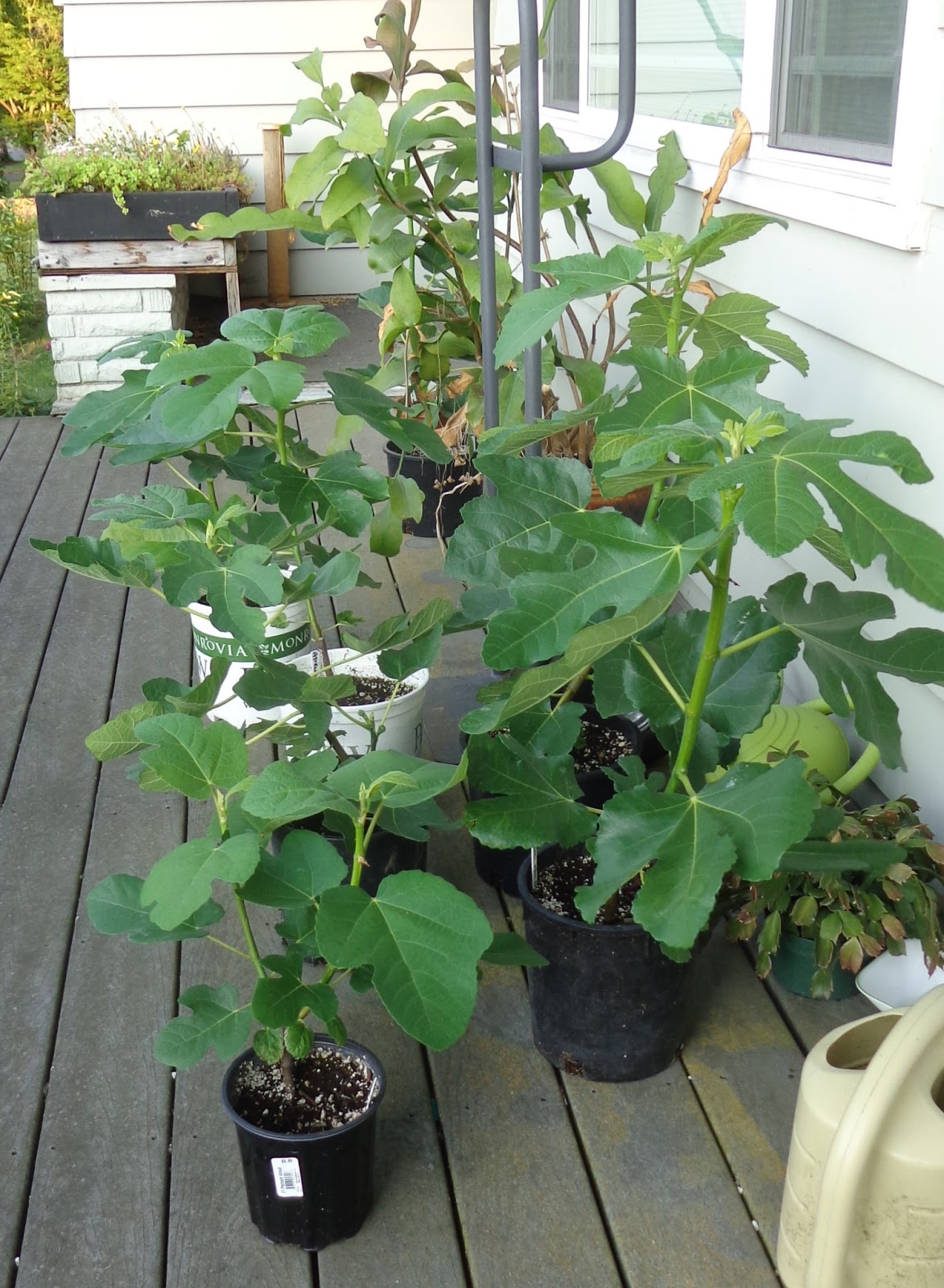 Daniel's Pacific NW Garden: Fig Trees - started from cuttings this winter.