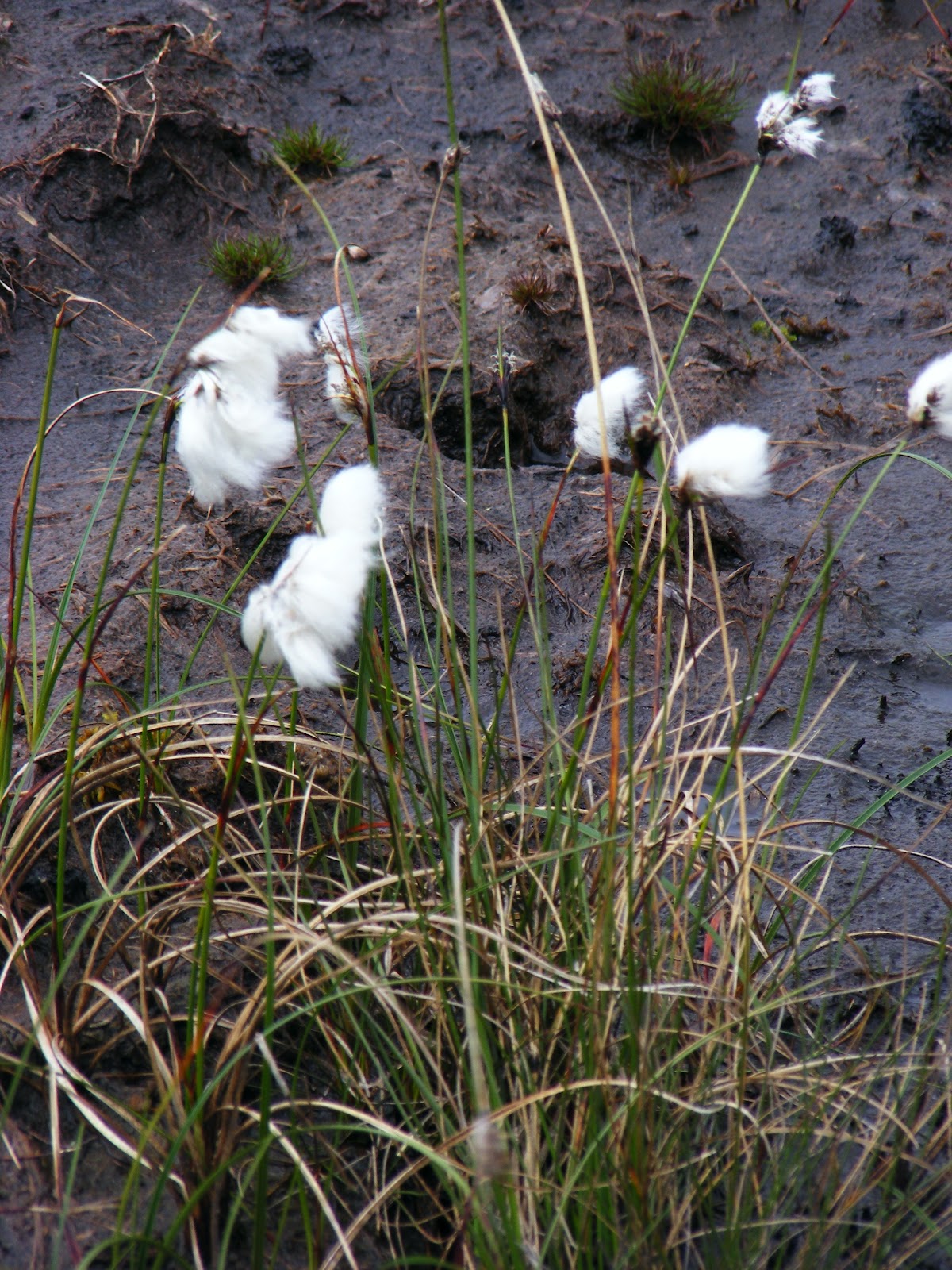 Deborah Watkins Paintings: May 2012