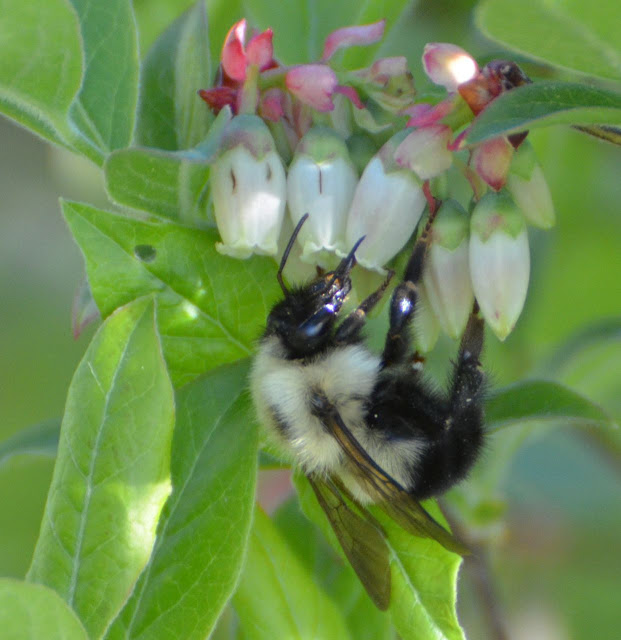 Flower Hill Farm: Looking Back Wildly Native Highbush Blueberries ...
