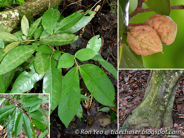 tHE tiDE cHAsER: Coastal Shrubs & Trees with Compound Leaves in Singapore