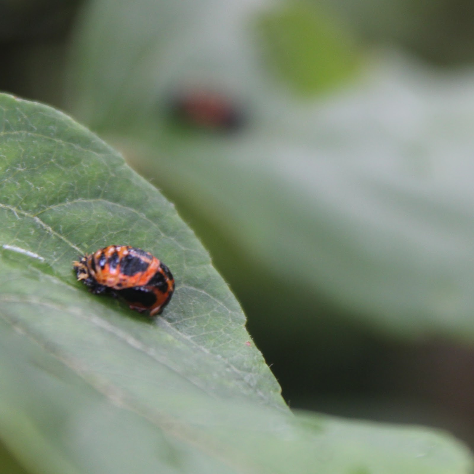 K-meel: Stekelig kronkelbeest
