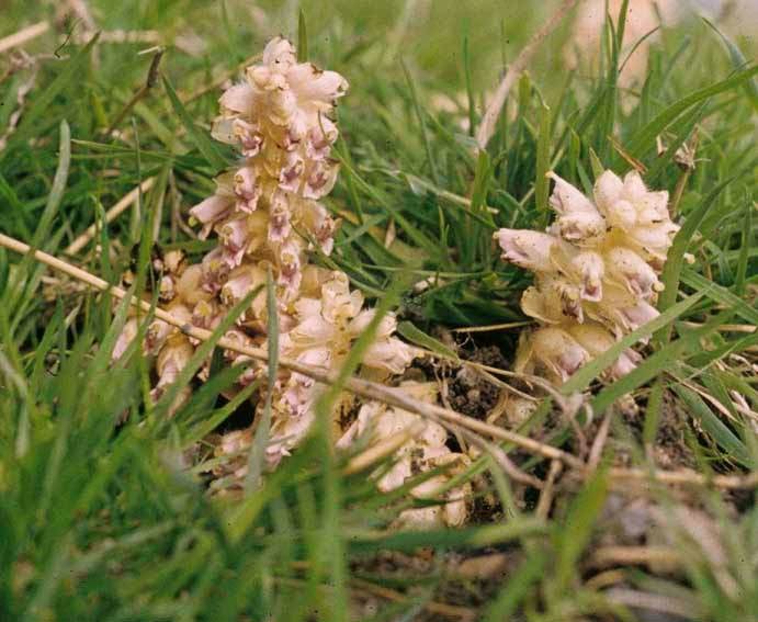CABINET OF CURIOSITIES: Toothwort and toothache: a botanical old wive's ...