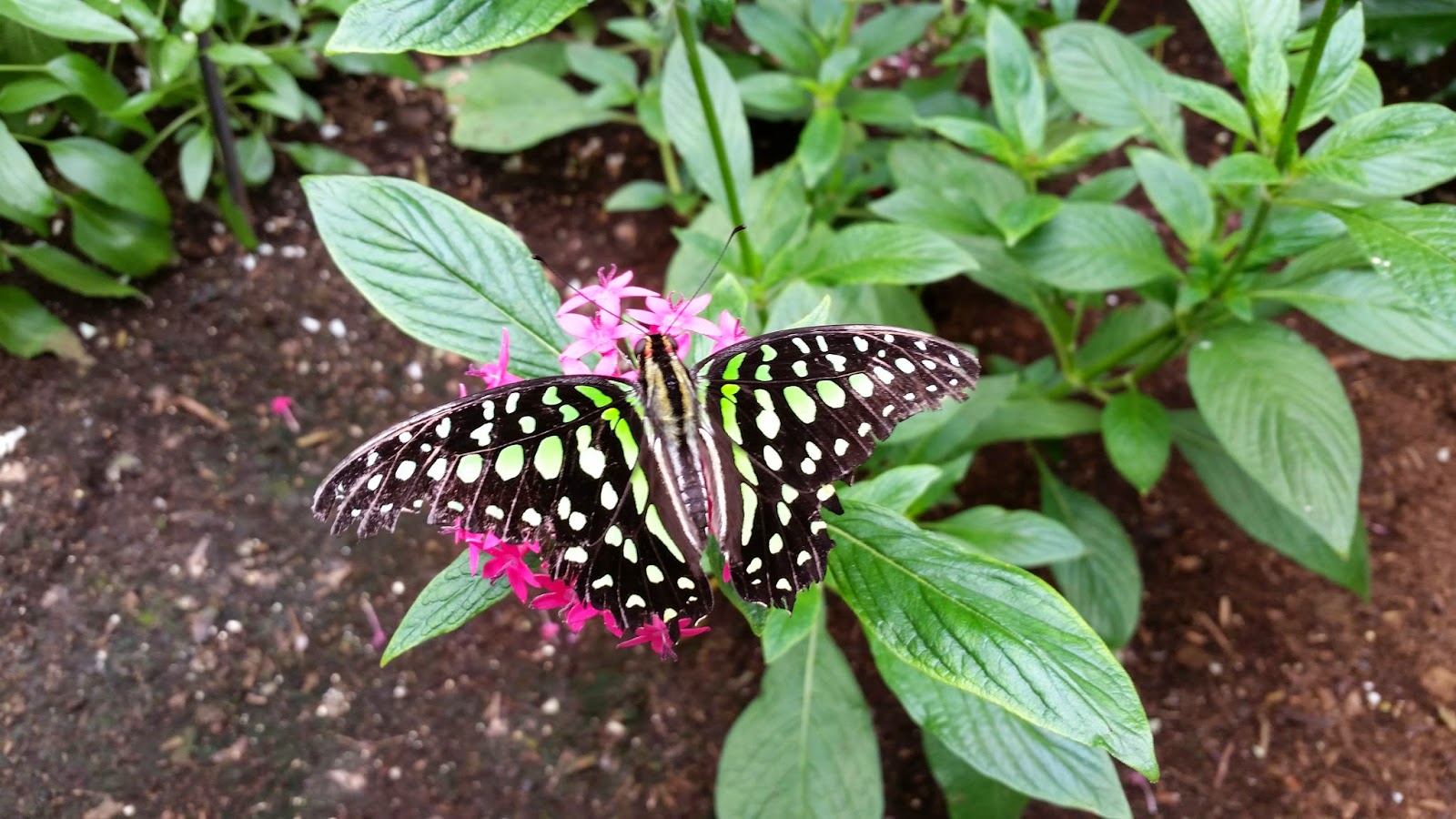 The Husker Family: The Butterfly Place