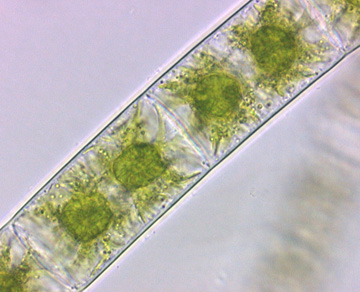 CHLOROPHYCEAE | blog Biologi