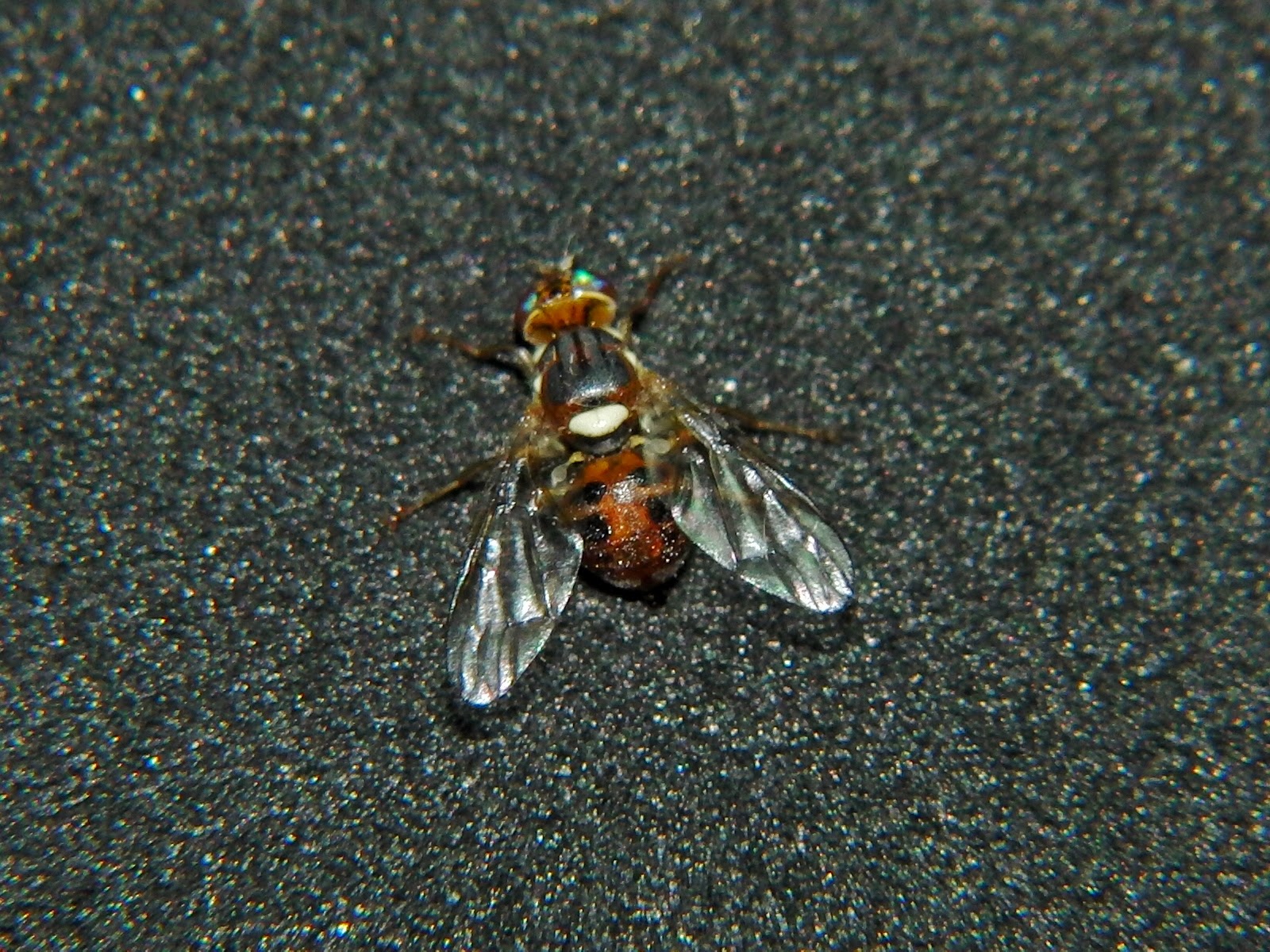 VILLENATURA: Bactrocera oleae