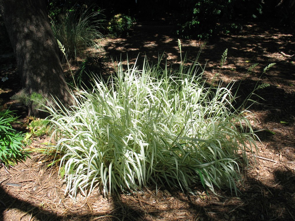 GAIA CREATIONS: From grass to habitat garden... our front yard 2005-2011