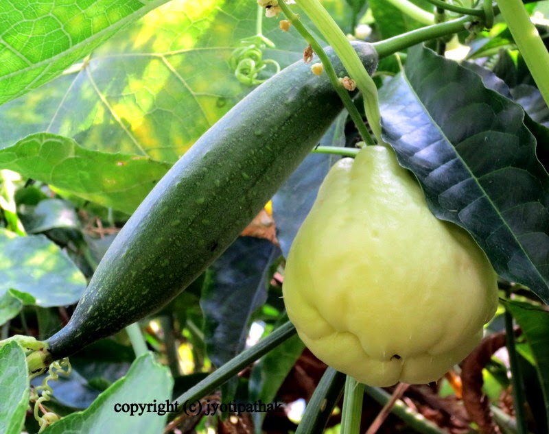 Chayote Squash - इस्कुश (Iskush ko Tarkaari) - Of Nepal